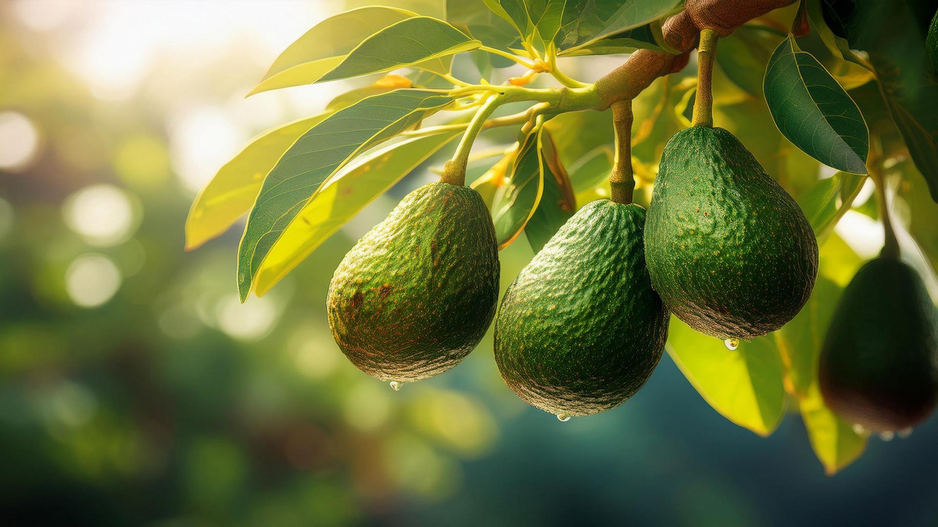AEAK - Avocado Exporters Association of Kenya